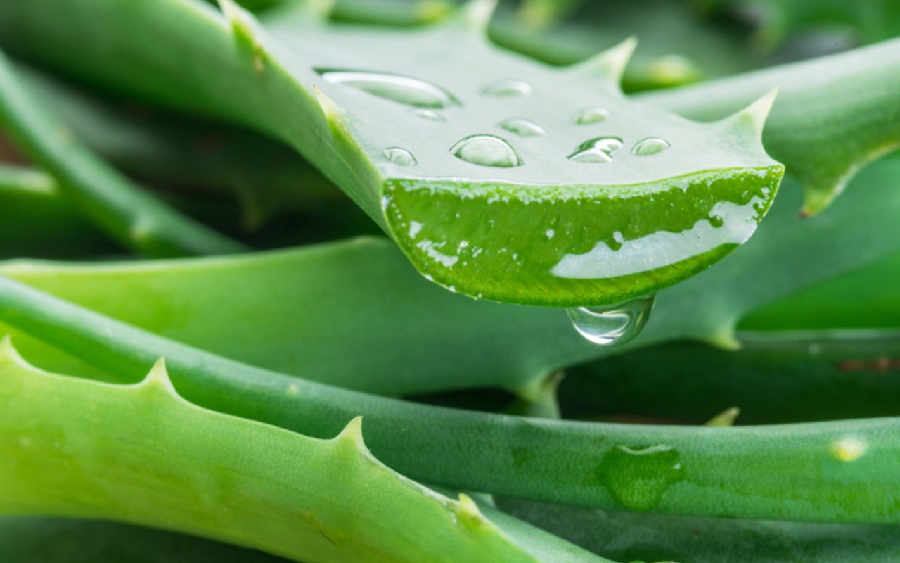 Daily Brain Care – Dr Lewis Nutrition®